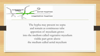 morphologyof+fungi | PDF