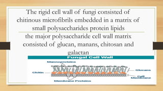 morphologyof+fungi | PDF
