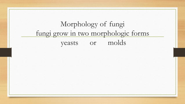morphologyof+fungi | PPT