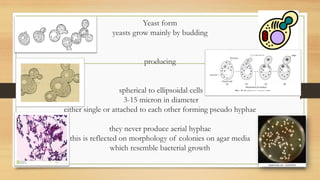 morphologyof+fungi | PDF