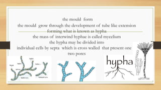 morphologyof+fungi | PDF