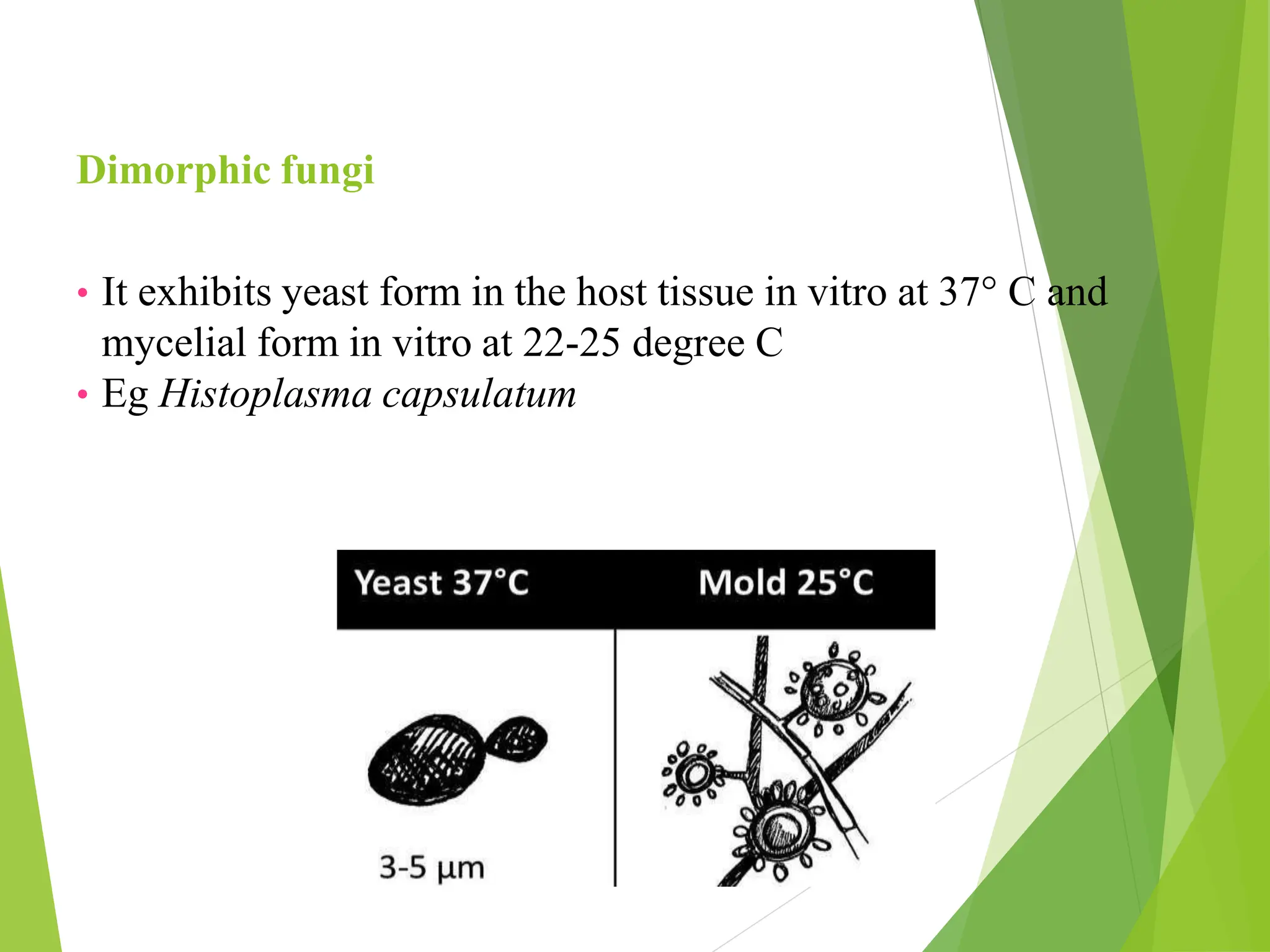 Morphology and classification of fu..ngi