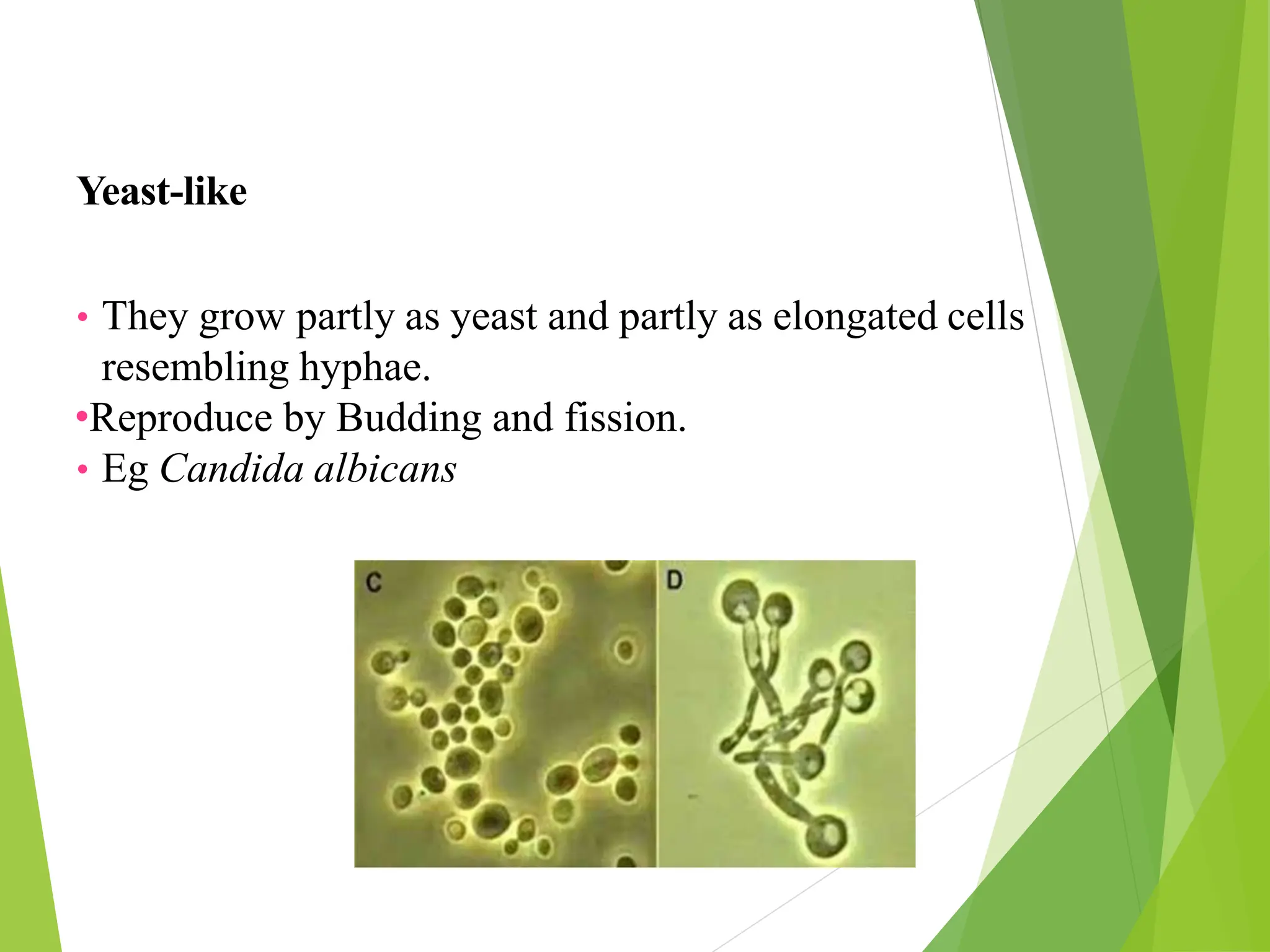Morphology and classification of fu..ngi