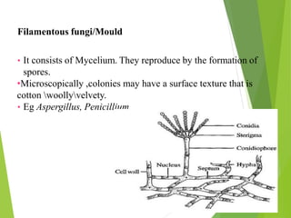 Morphology and classification of fu..ngi