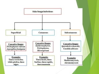 Morphology and classification of fu..ngi
