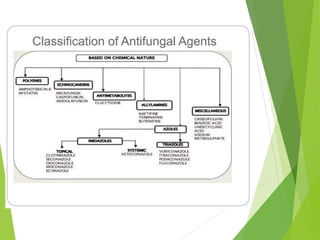 Morphology and classification of fu..ngi