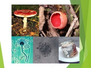 Morphology and classification of fu..ngi