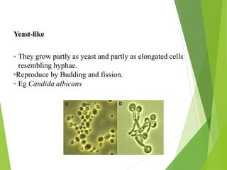 Morphology and classification of fu..ngi