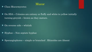 Morphology of Fungi its objective and nature | PPTX
