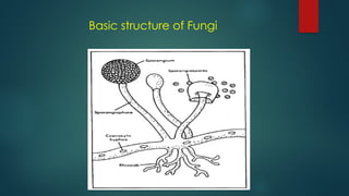 Morphology of Fungi its objective and nature | PPTX
