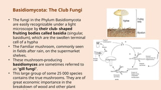 Morphology of Fungi - definition, types etc | PPTX