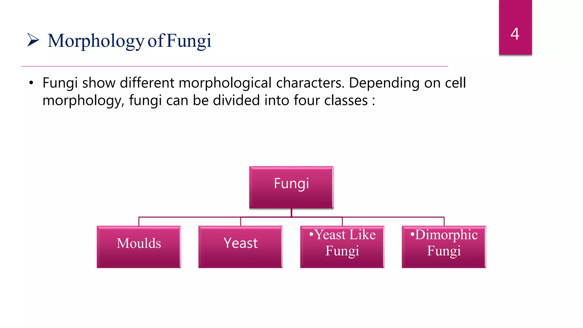 Morphology of Fungi || Fungi || Pharmaceutical Microbiology || B ...