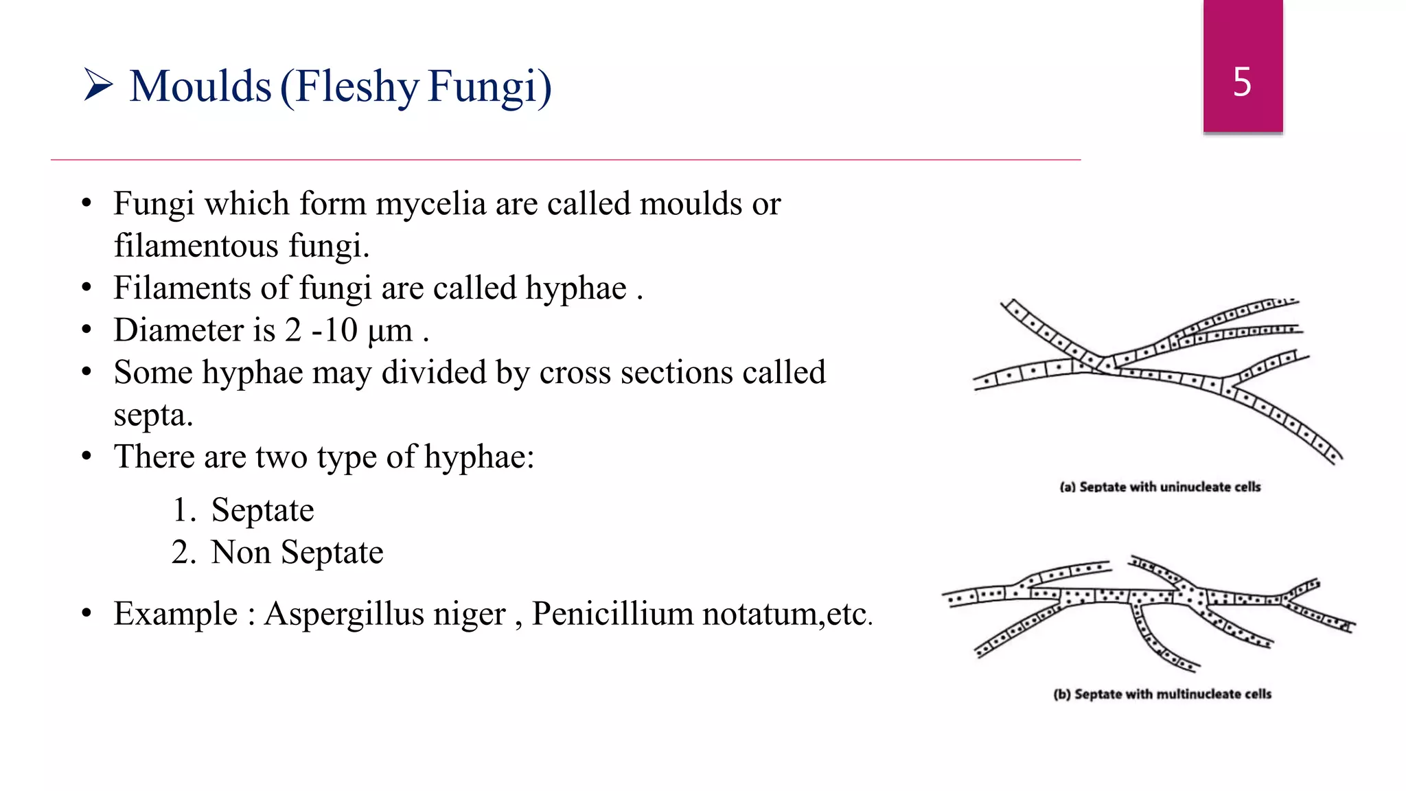 Morphology of Fungi || Fungi || Pharmaceutical Microbiology || B ...