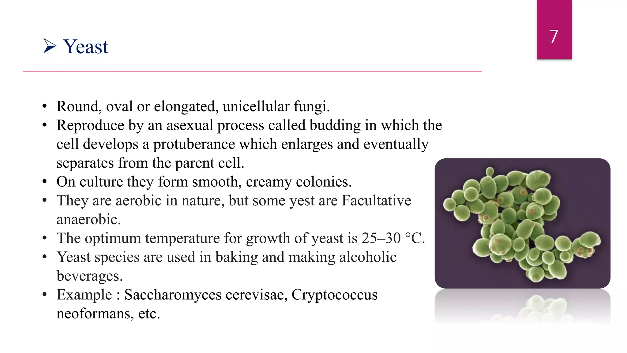 Morphology of Fungi || Fungi || Pharmaceutical Microbiology || B ...
