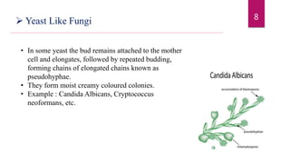 Morphology of Fungi || Fungi || Pharmaceutical Microbiology || B ...