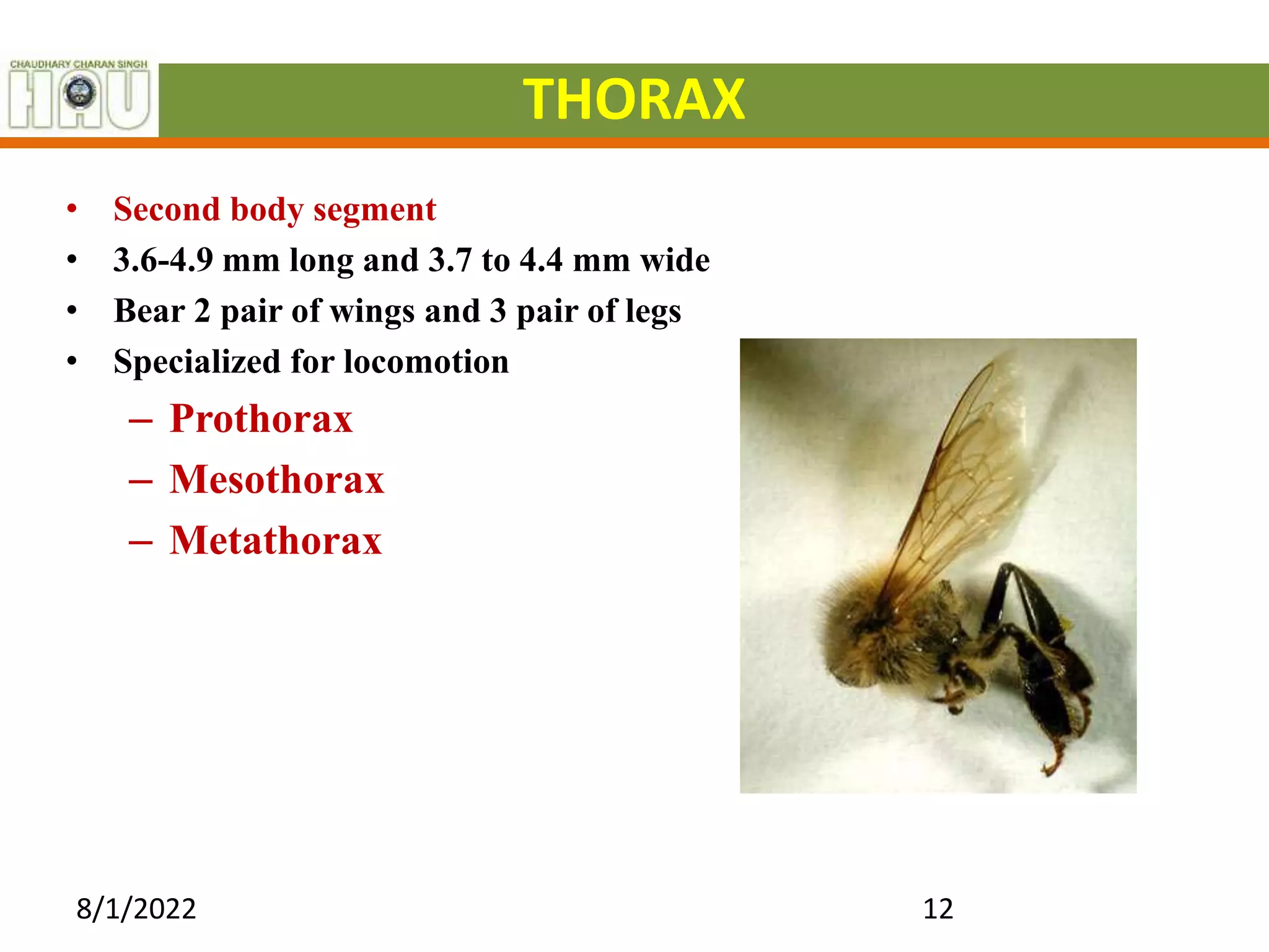 Morphology of Honey Bees.ppt