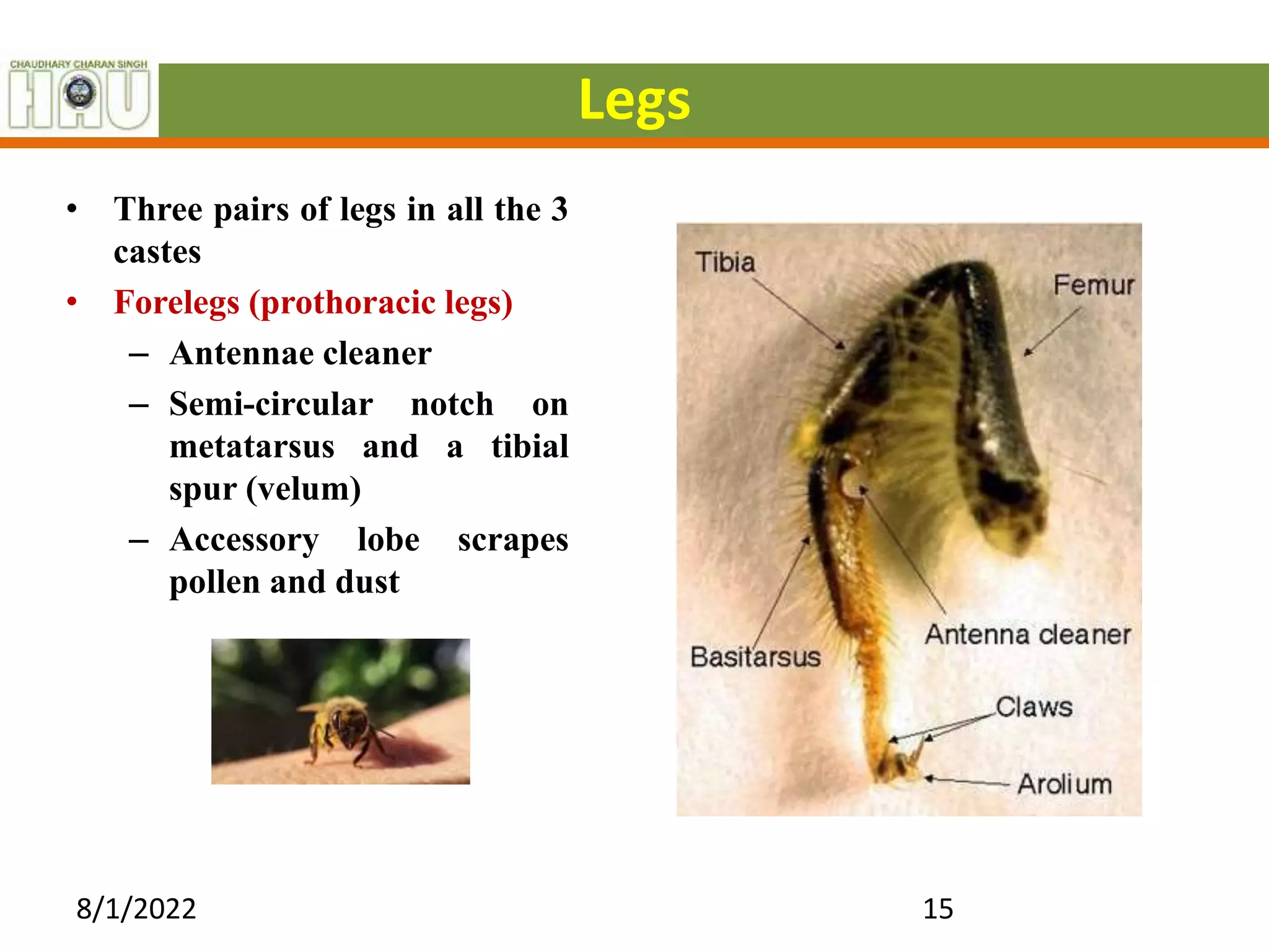 Morphology of Honey Bees.ppt