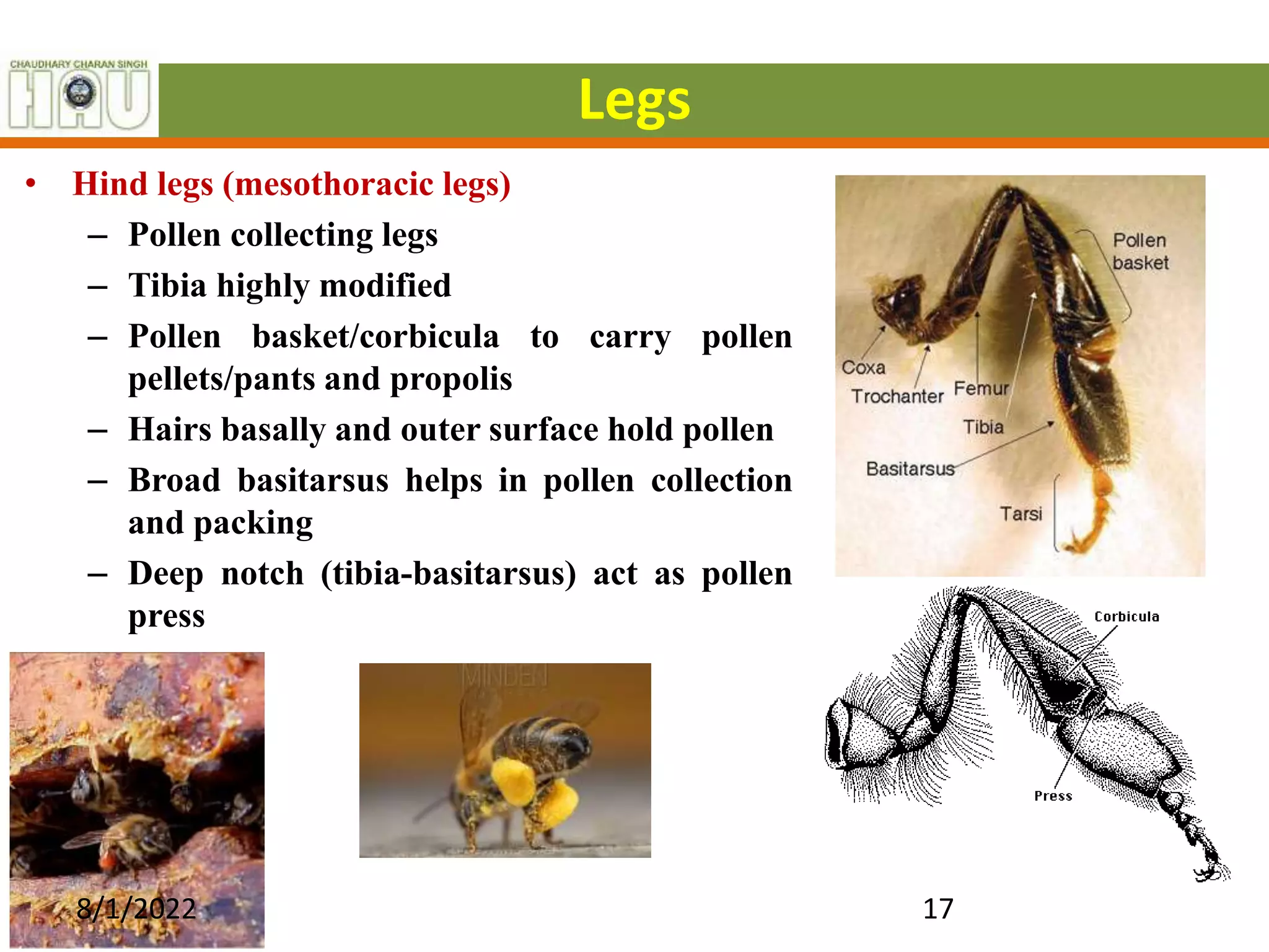 Morphology of Honey Bees.ppt