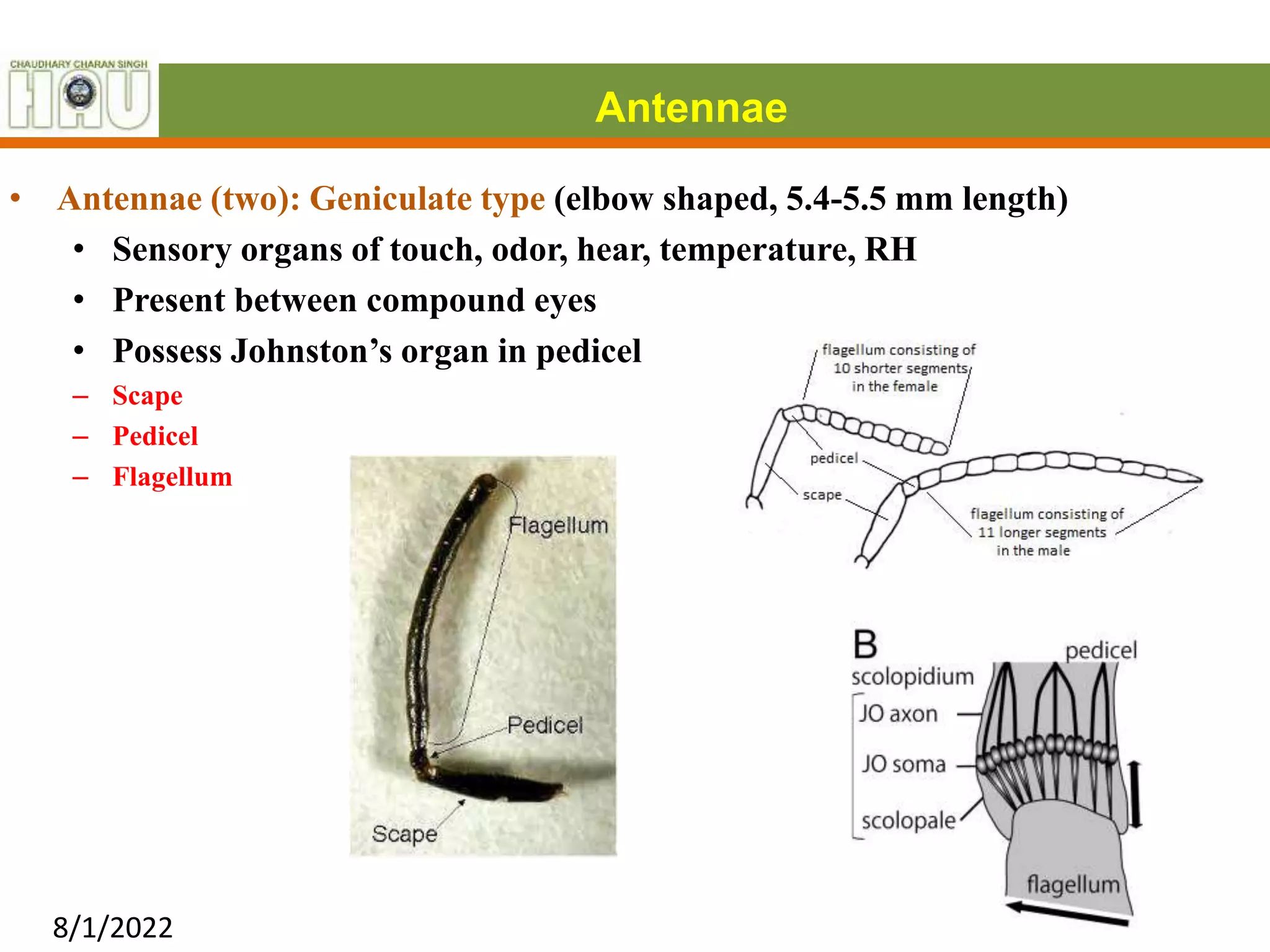 Morphology of Honey Bees.ppt