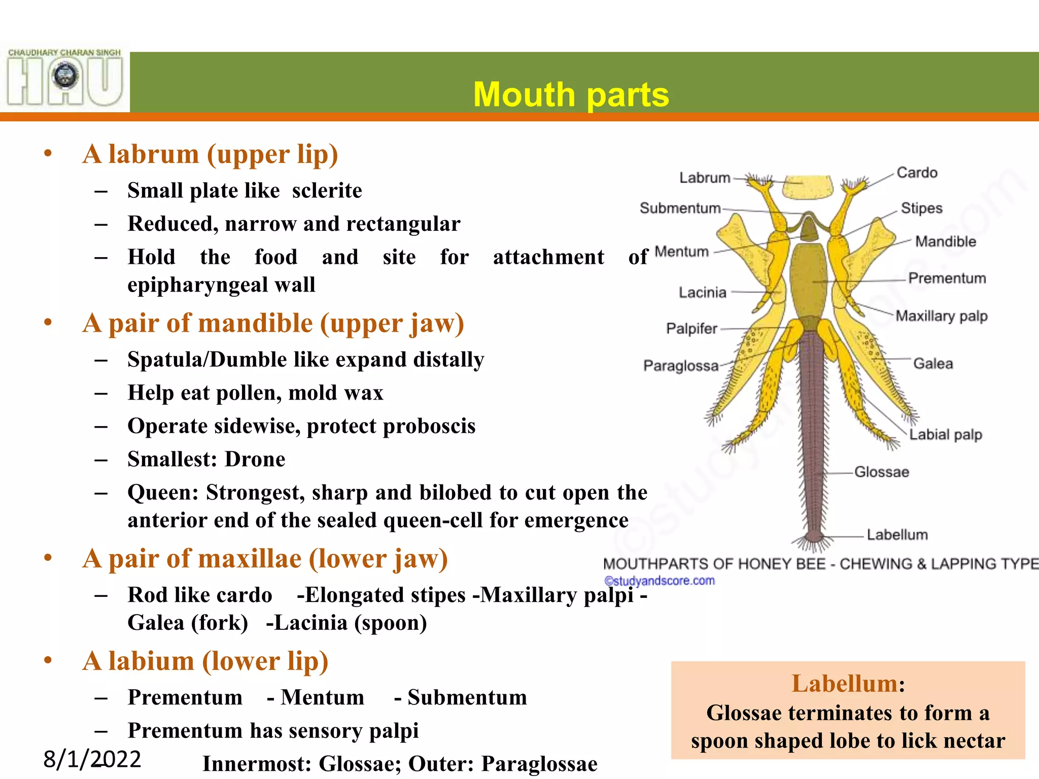Morphology of Honey Bees.ppt