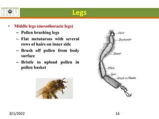 Morphology of Honey Bees.ppt