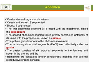 Morphology of Honey Bees.ppt