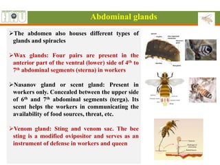 Morphology of Honey Bees.ppt