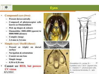 Morphology of Honey Bees.ppt