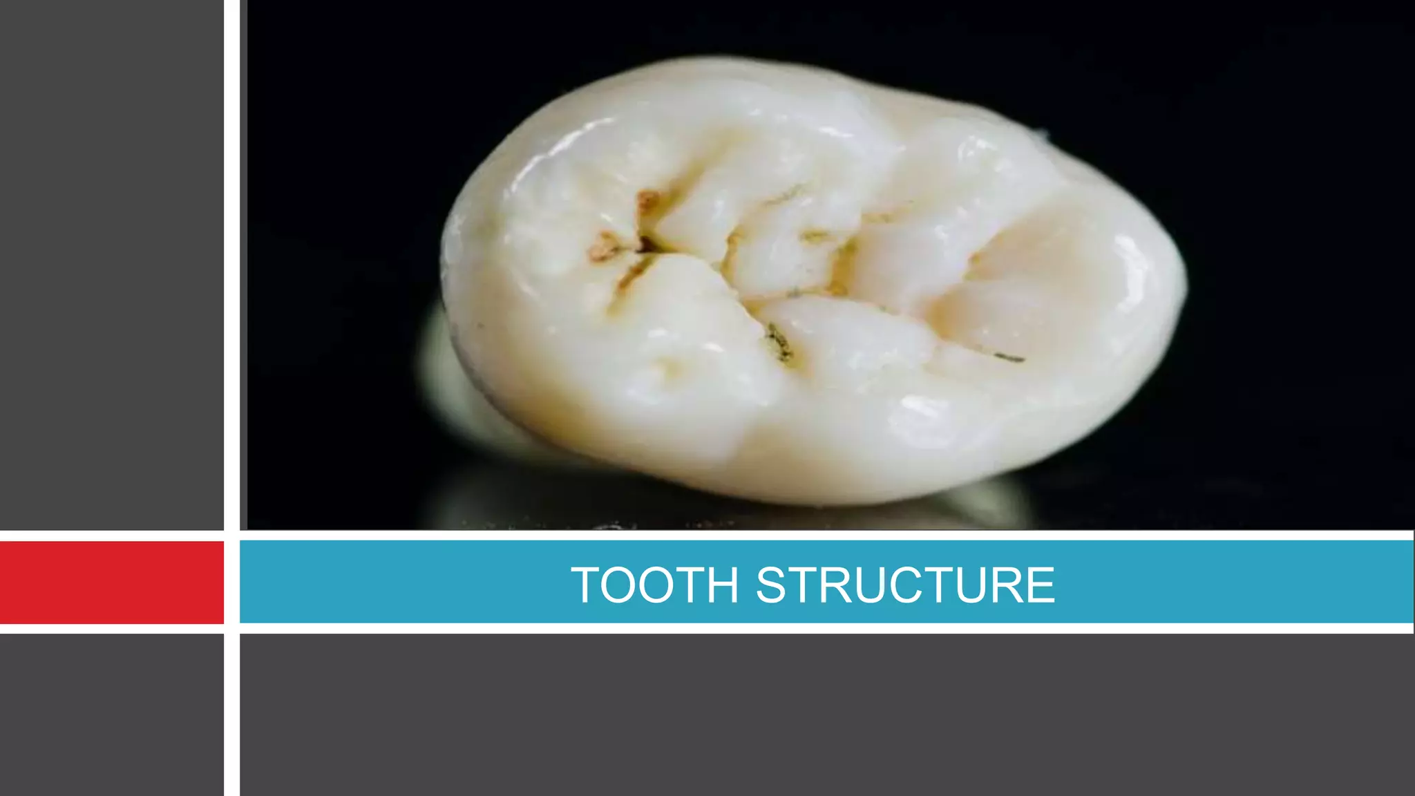 Morphology of human permanent dentition | PPTX