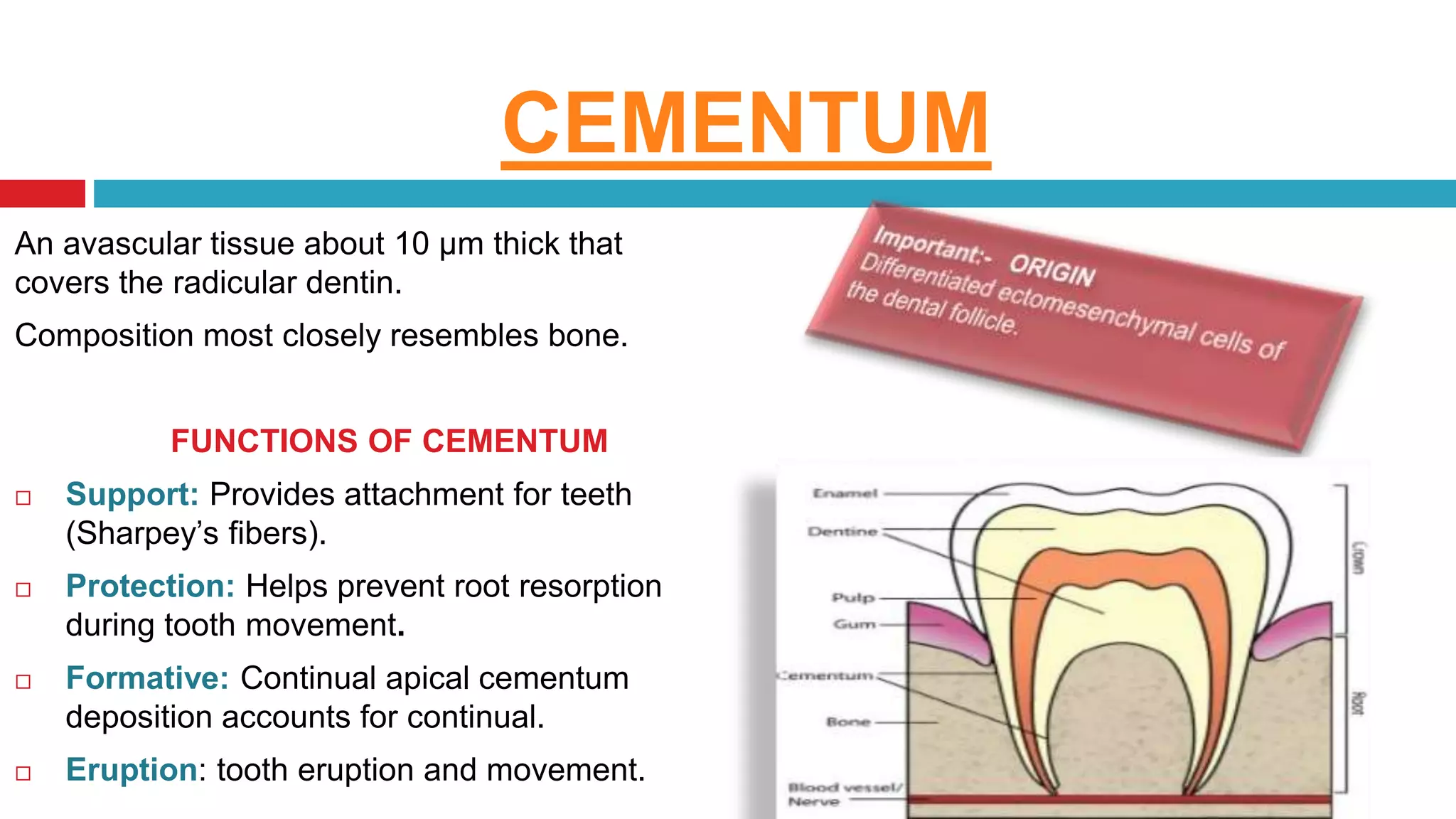 Morphology of human permanent dentition | PPTX