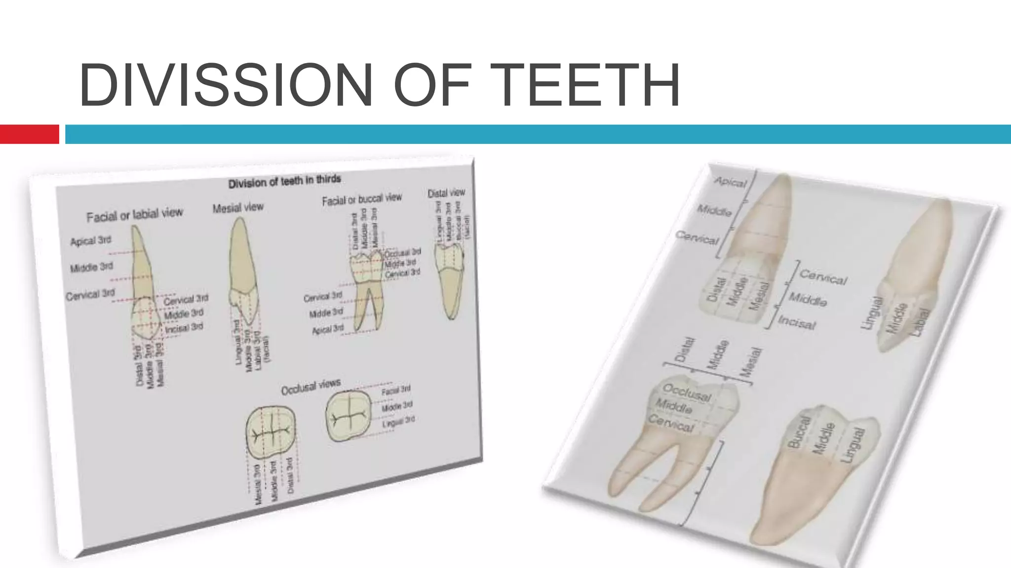 Morphology of human permanent dentition | PPTX