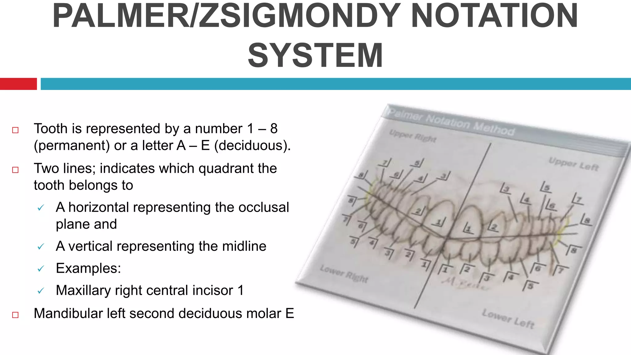 Morphology of human permanent dentition | PPTX