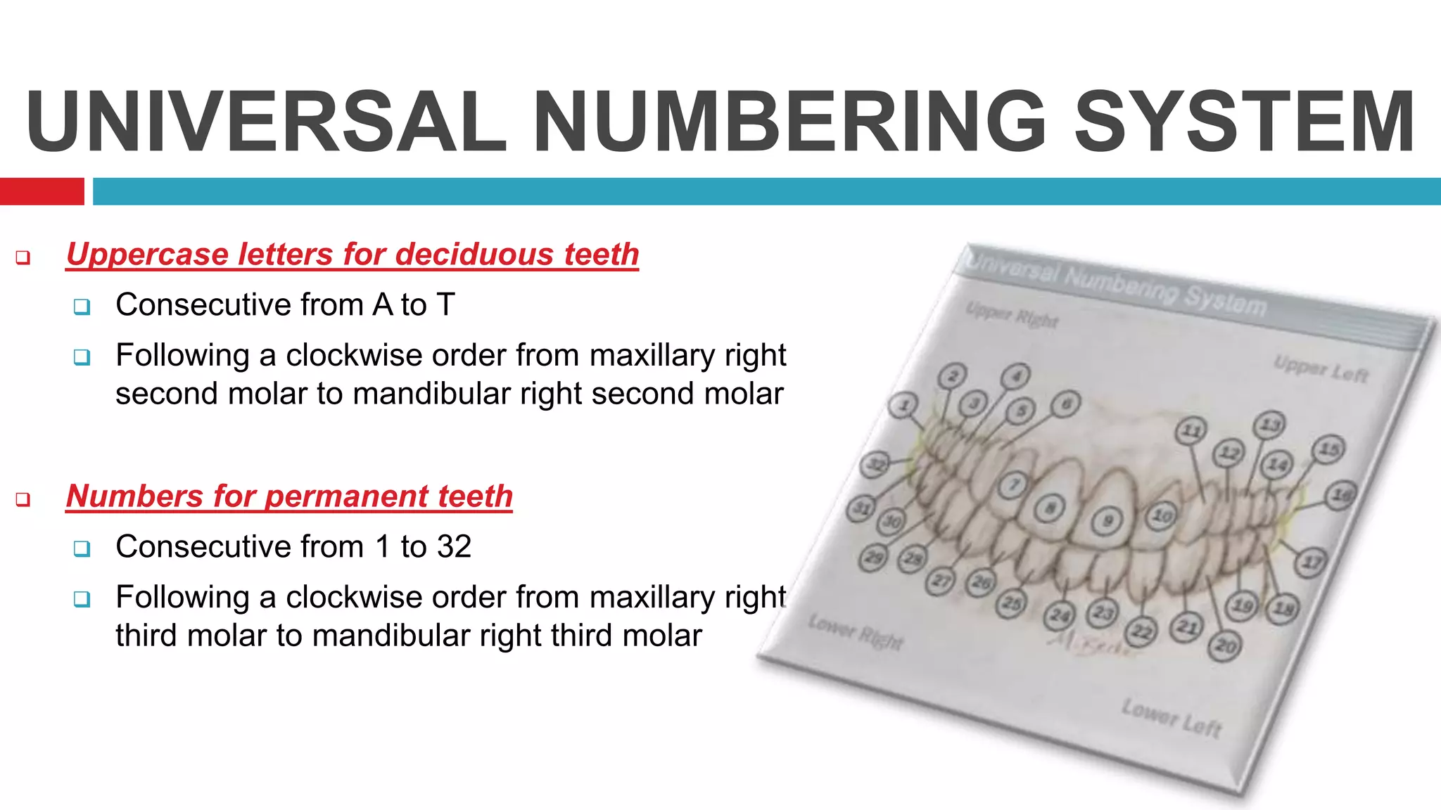 Morphology of human permanent dentition | PPTX