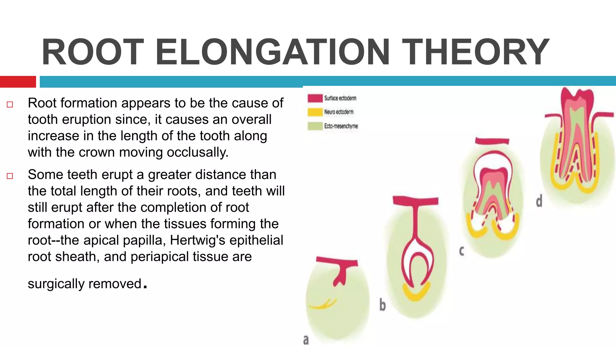 Morphology of human permanent dentition | PPTX