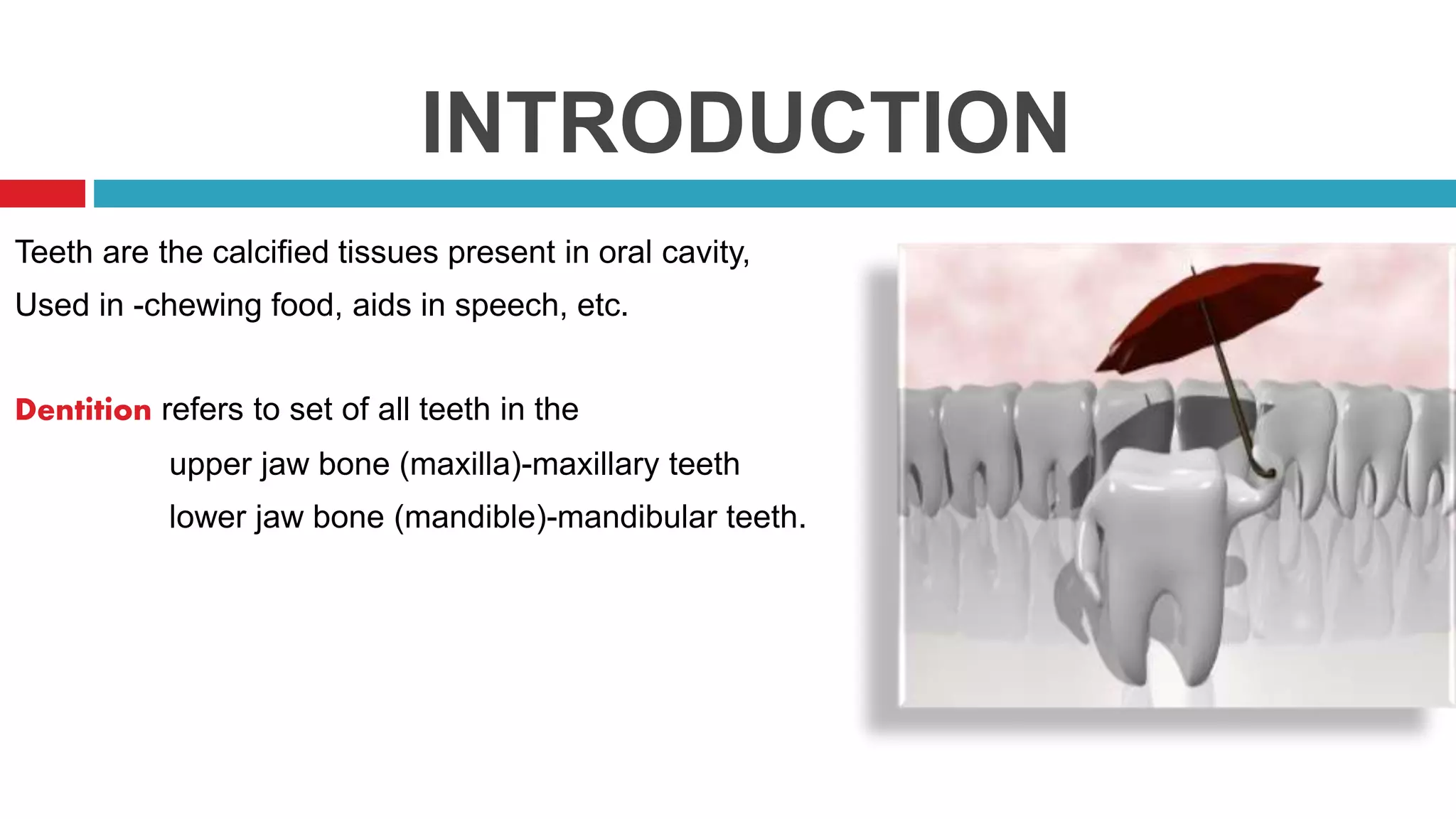 Morphology of human permanent dentition | PPTX