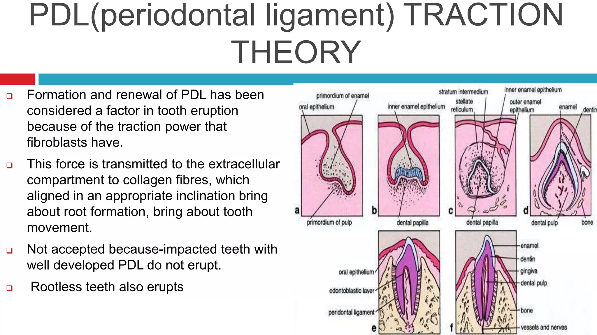 Morphology of human permanent dentition | PPTX