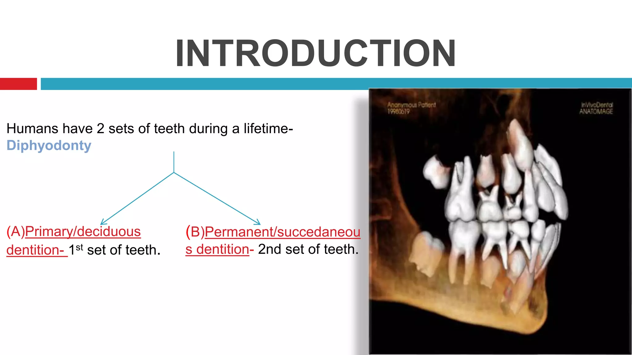 Morphology of human permanent dentition | PPTX
