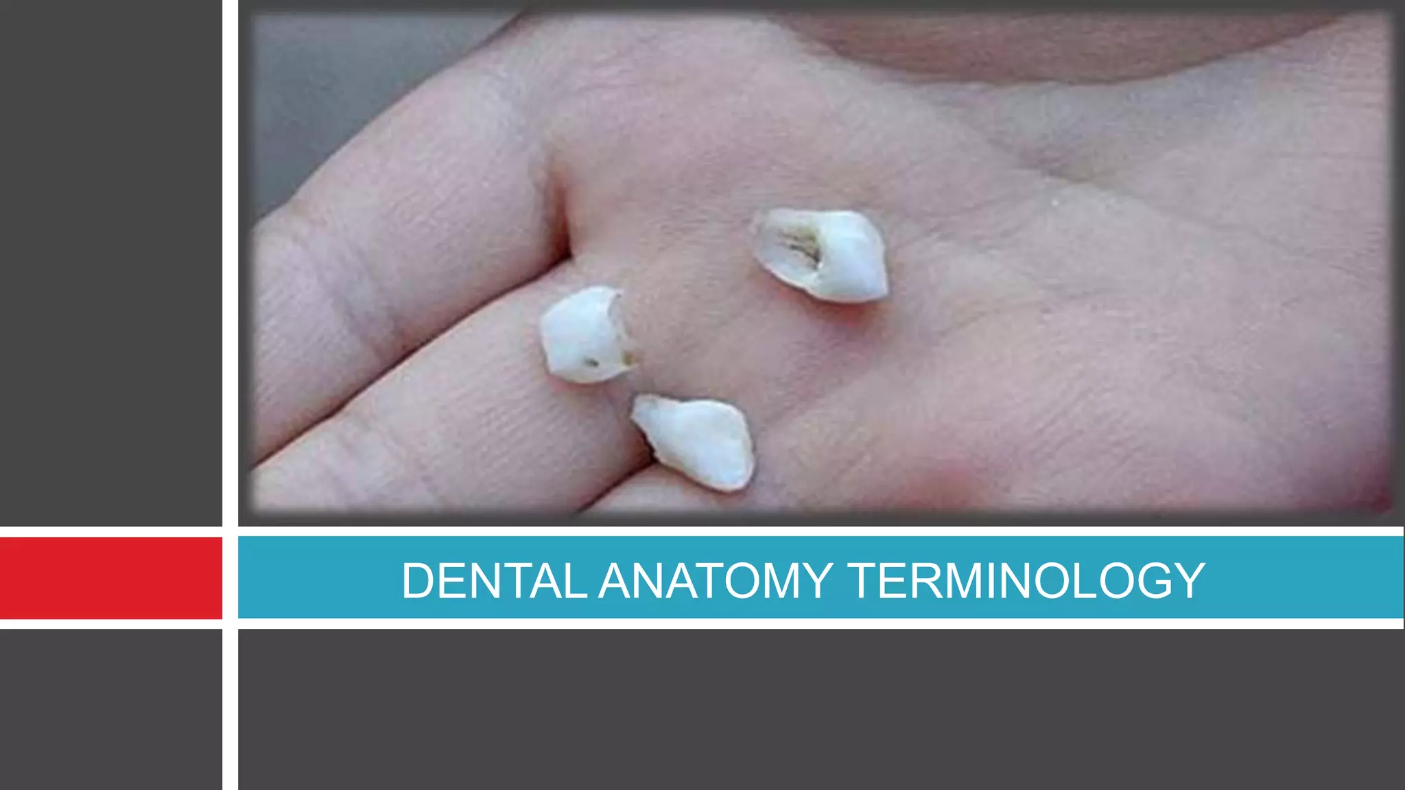 Morphology of human permanent dentition | PPT | Free Download