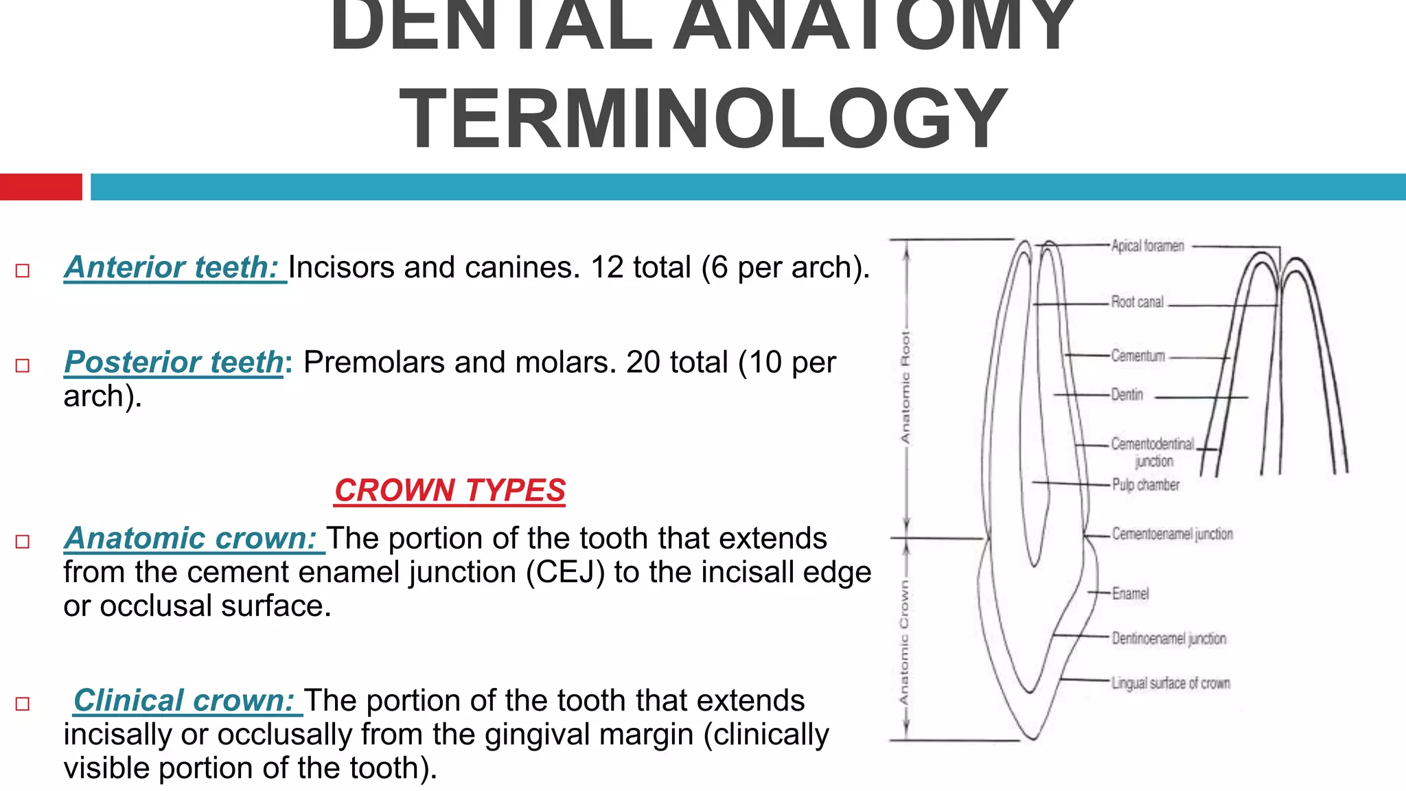 Morphology of human permanent dentition | PPTX