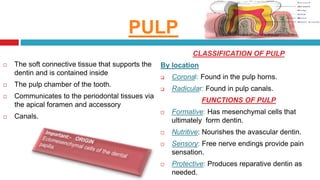 Morphology of human permanent dentition | PPTX