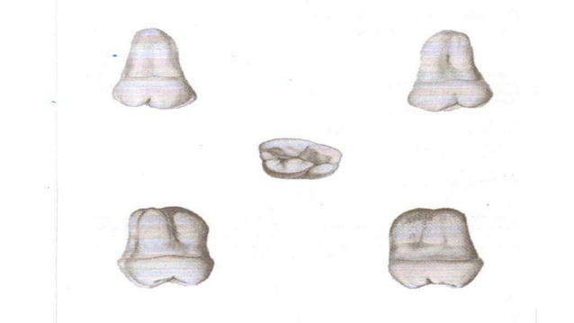 Morphology of human permanent dentition | PPTX