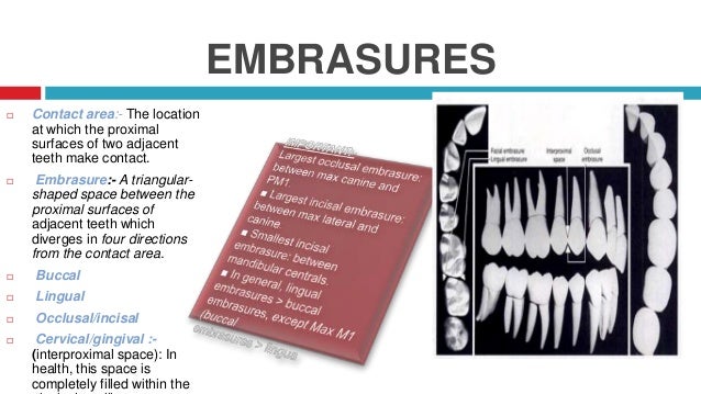 Morphology of human permanent dentition