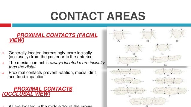 Morphology of human permanent dentition