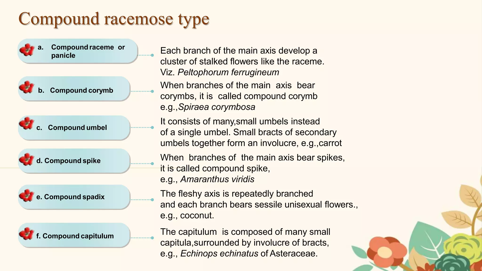 Morphology of inflorescence | PPTX