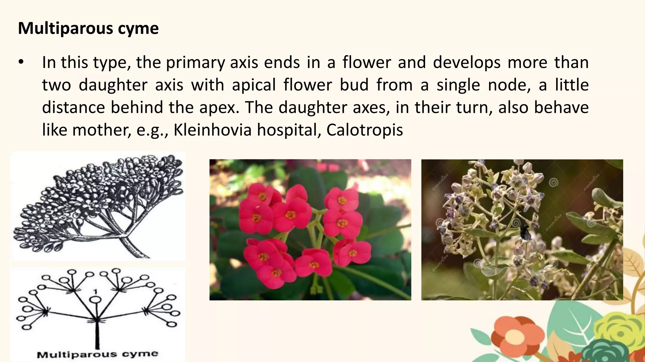 Morphology of inflorescence | PPTX
