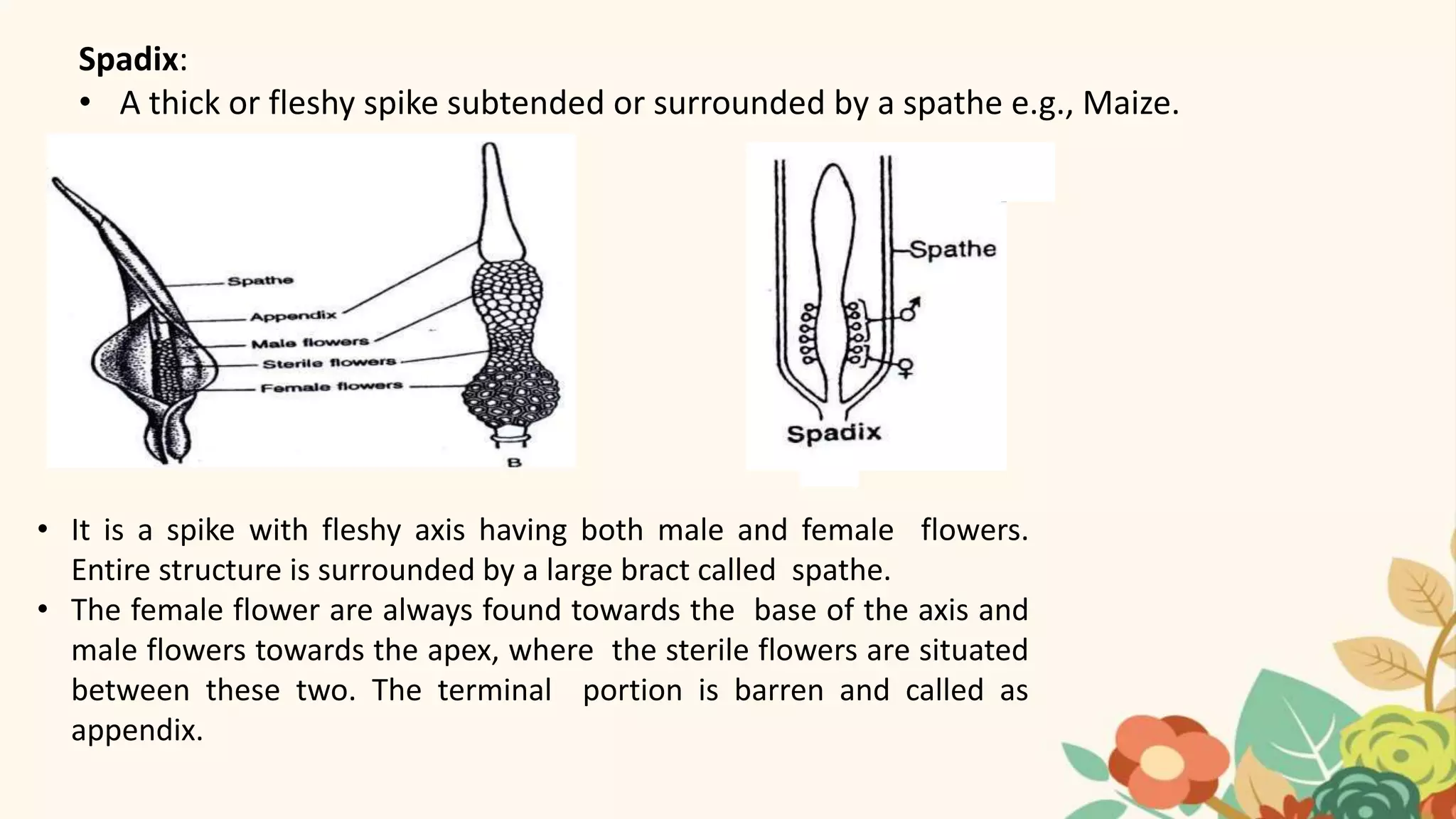 Morphology of inflorescence | PPTX