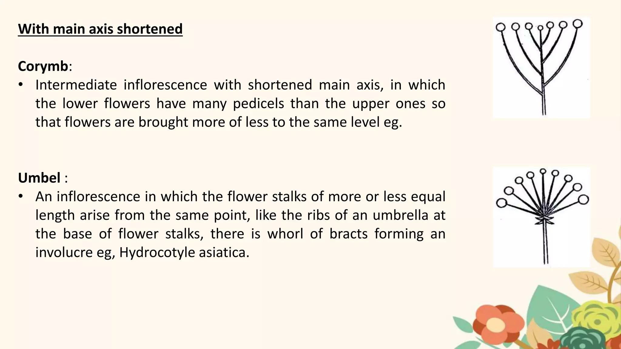 Morphology of inflorescence | PPTX