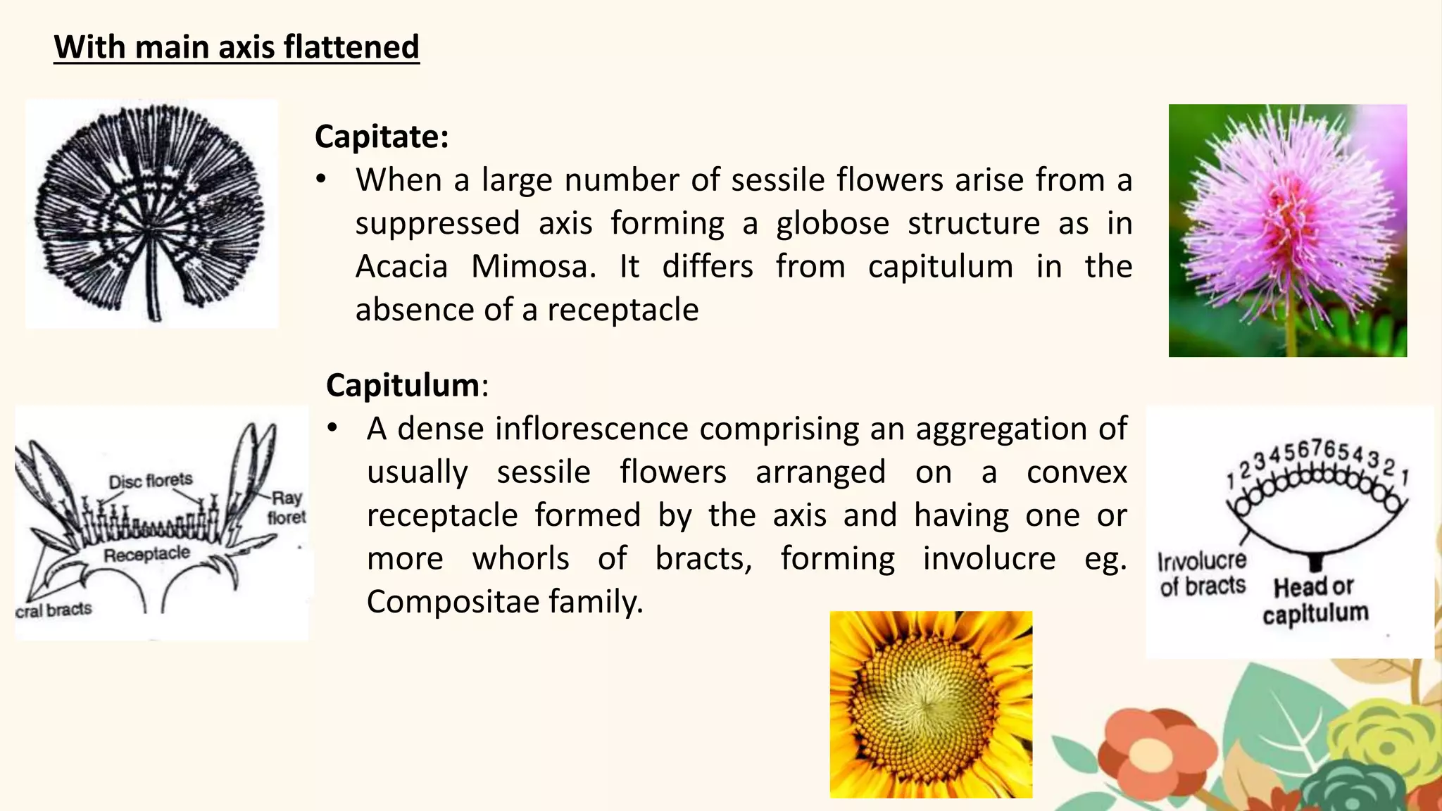 Morphology of inflorescence | PPTX