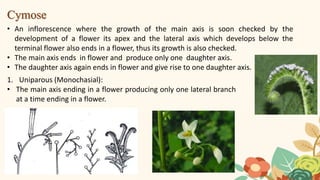 Morphology of inflorescence | PPTX