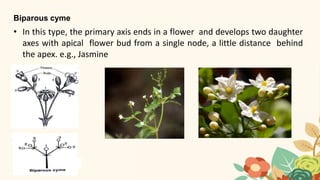 Morphology of inflorescence | PPTX